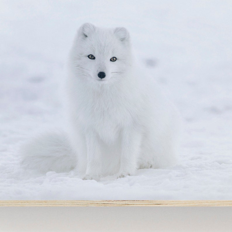 Samsung Frame TV Art Arctic Fox Winter Art for Frame Tv - Etsy