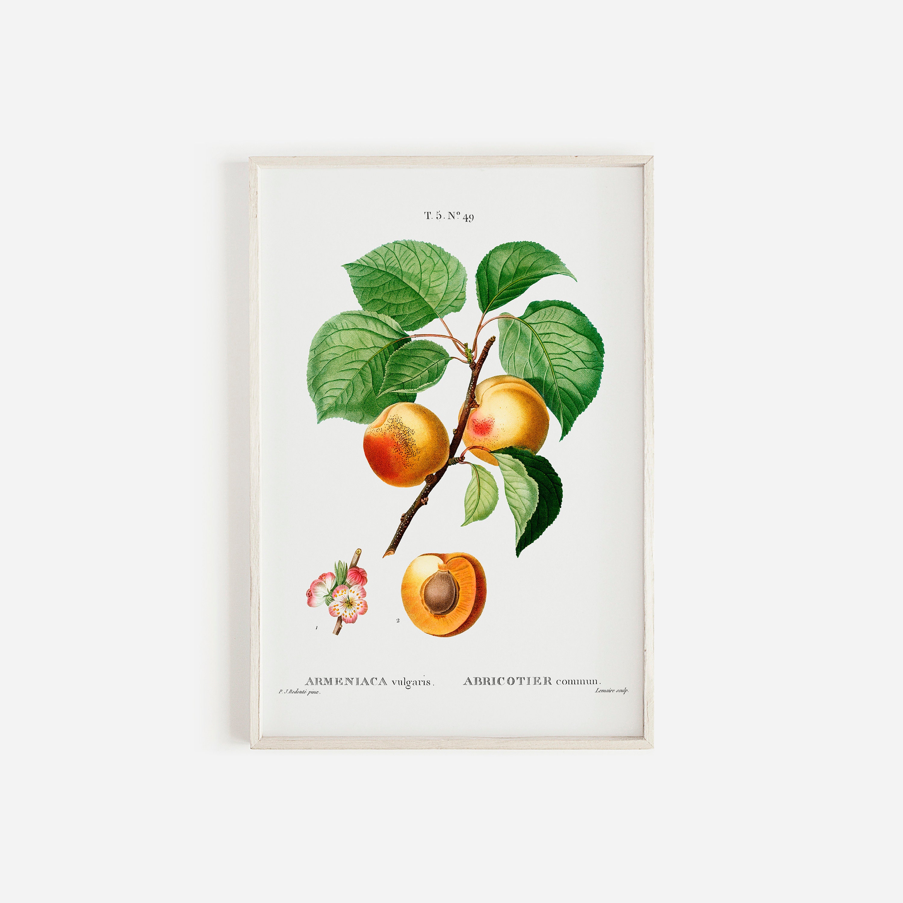 Apricot Botanical Print Set Farmhouse Fruit Apricot Branch - Etsy
