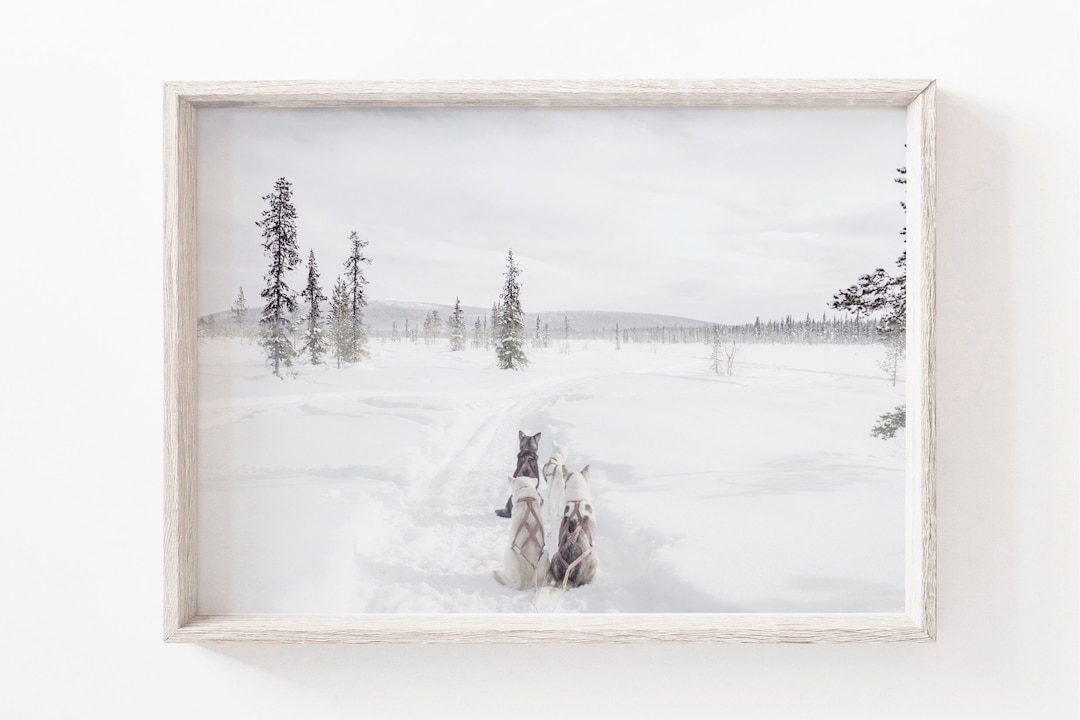 Siberian Husky Dog Wall Art, Dog Sled in Alaska Photo, Winter Wall Art ...