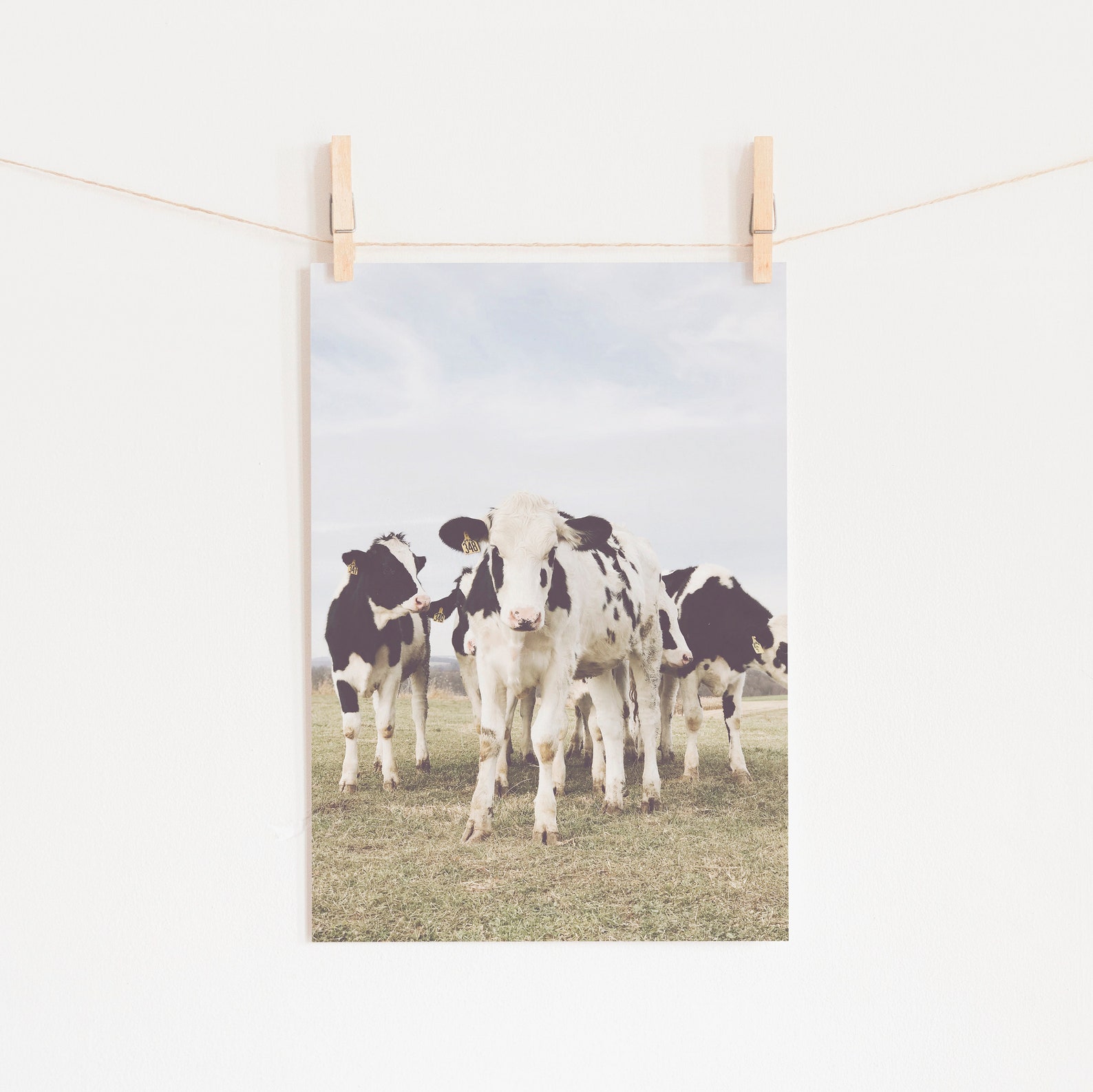 Cow Print, Rustic Farmhouse Decor, Cattle Wall Art, Cow Wall Art ...