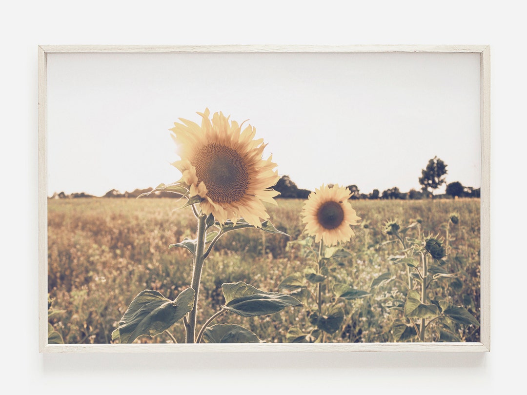 Sunflower Print, Sunflower Poster, Floral Wall Art, Boho Farmhouse ...