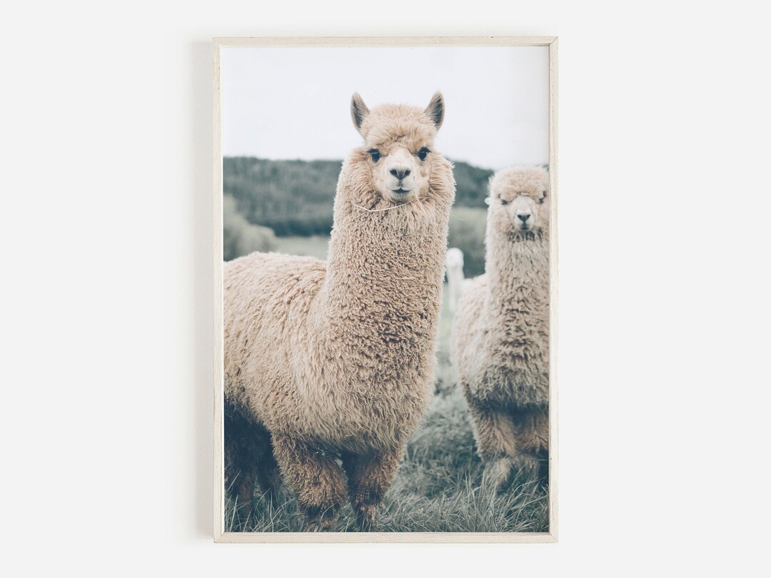 Llama Wall Art, Alpaca Print, Farmhouse Wall Art, Alpaca Printable ...