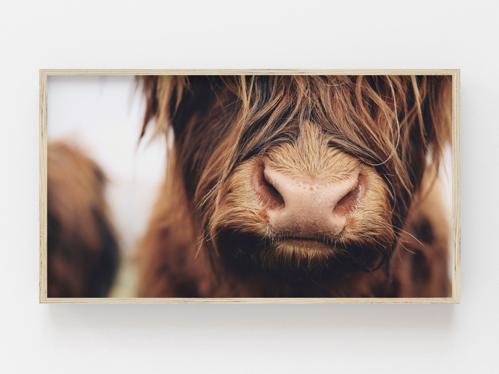 Bull Frame TV Art Highland Cow for Frame TV Instant Download | Etsy
