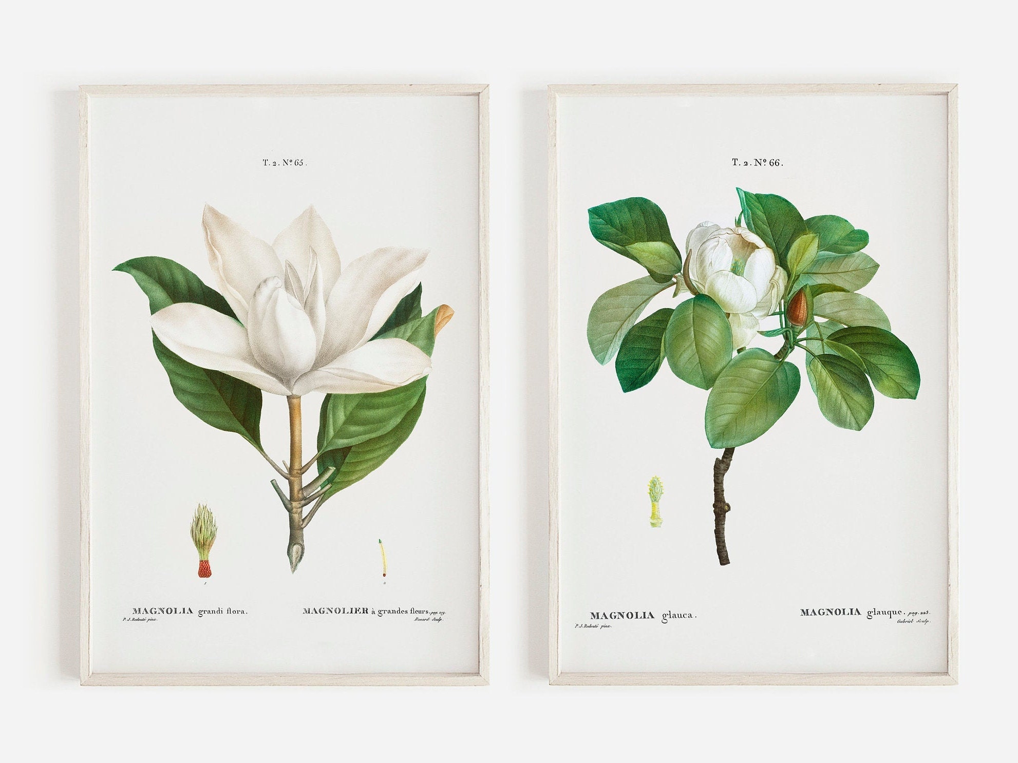 Magnolia Print Set of 2 Vintage Magnolia Printable Living | Etsy