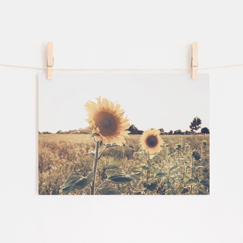 Sunflower Print, Sunflower Poster, Floral Wall Art, Boho Farmhouse ...