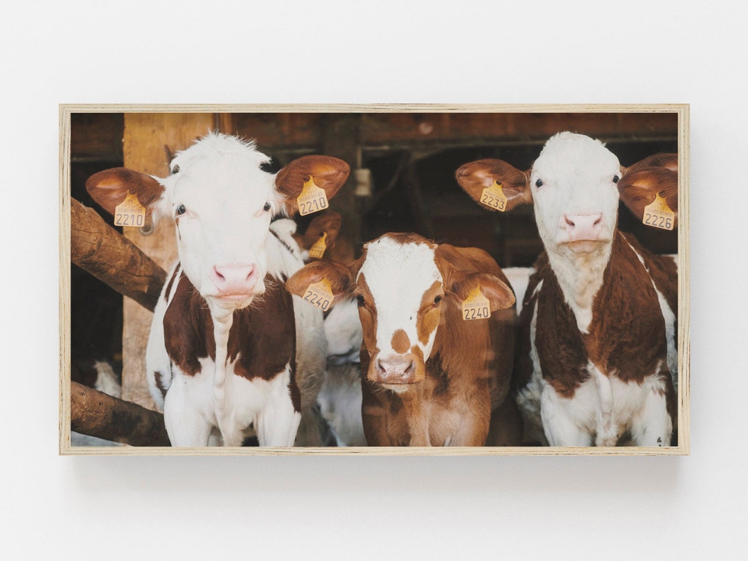 Samsung Frame TV Art | Farmhouse Cow Art | Cow Art for Frame TV | Three ...