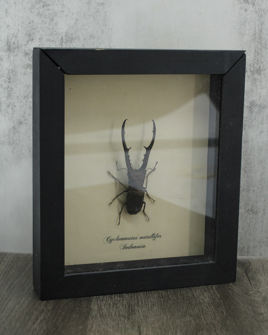Framed Entomology Specimen, Stag Beetle Under Glass, Bug, Insect - Etsy