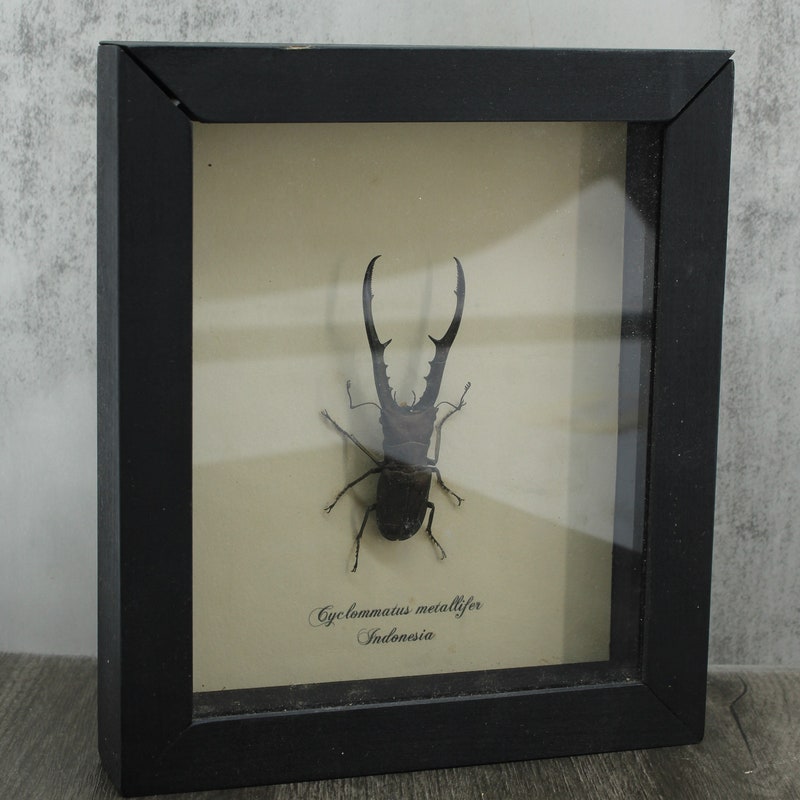 Beetle Specimens - Etsy