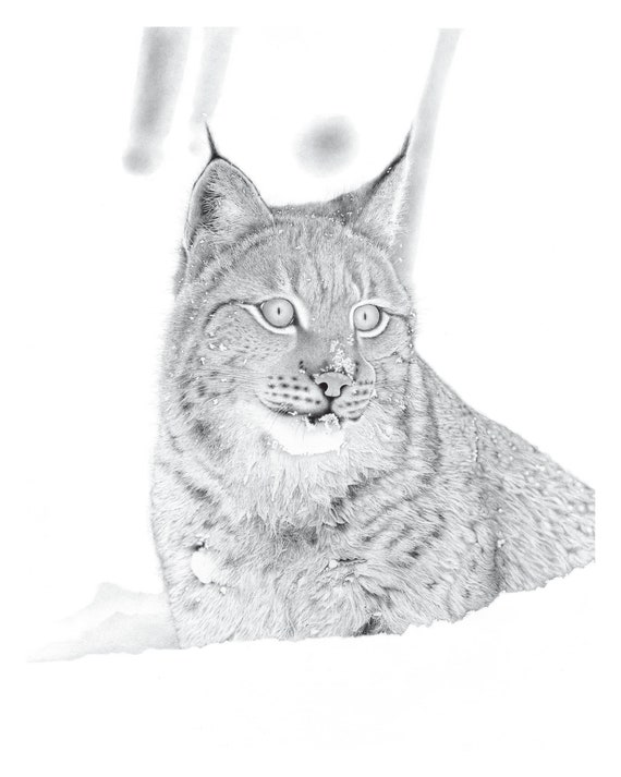 Bobcat Fine Art Pencil Drawing Print - Etsy Canada
