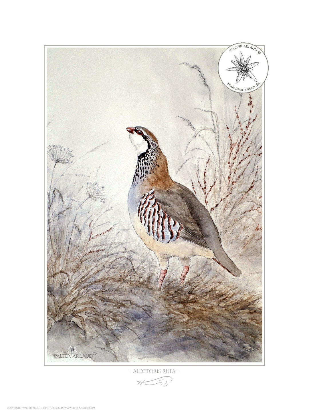 Red Partridge / Red Partridge Open Edition 18 X 24 Cm Watercolor ...