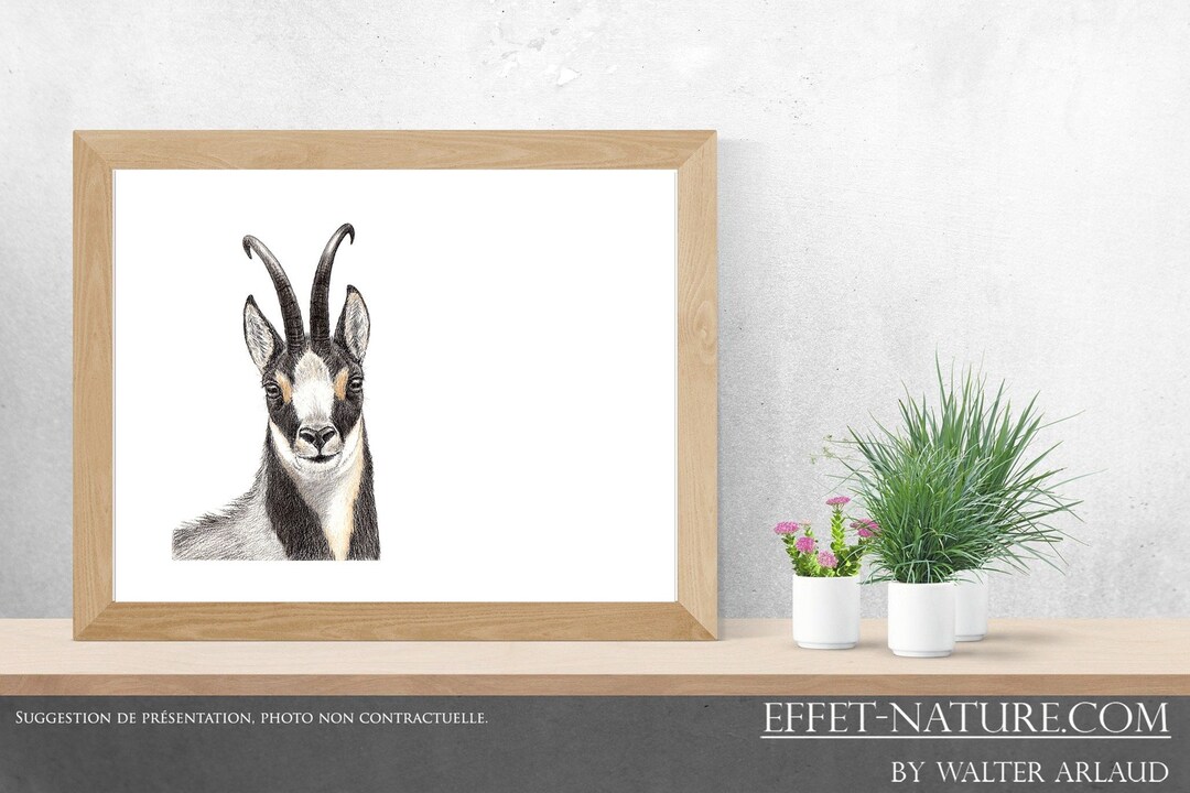 Portrait Isard - reproduction 30 x 40 cm d'œuvre originale au fusain ...