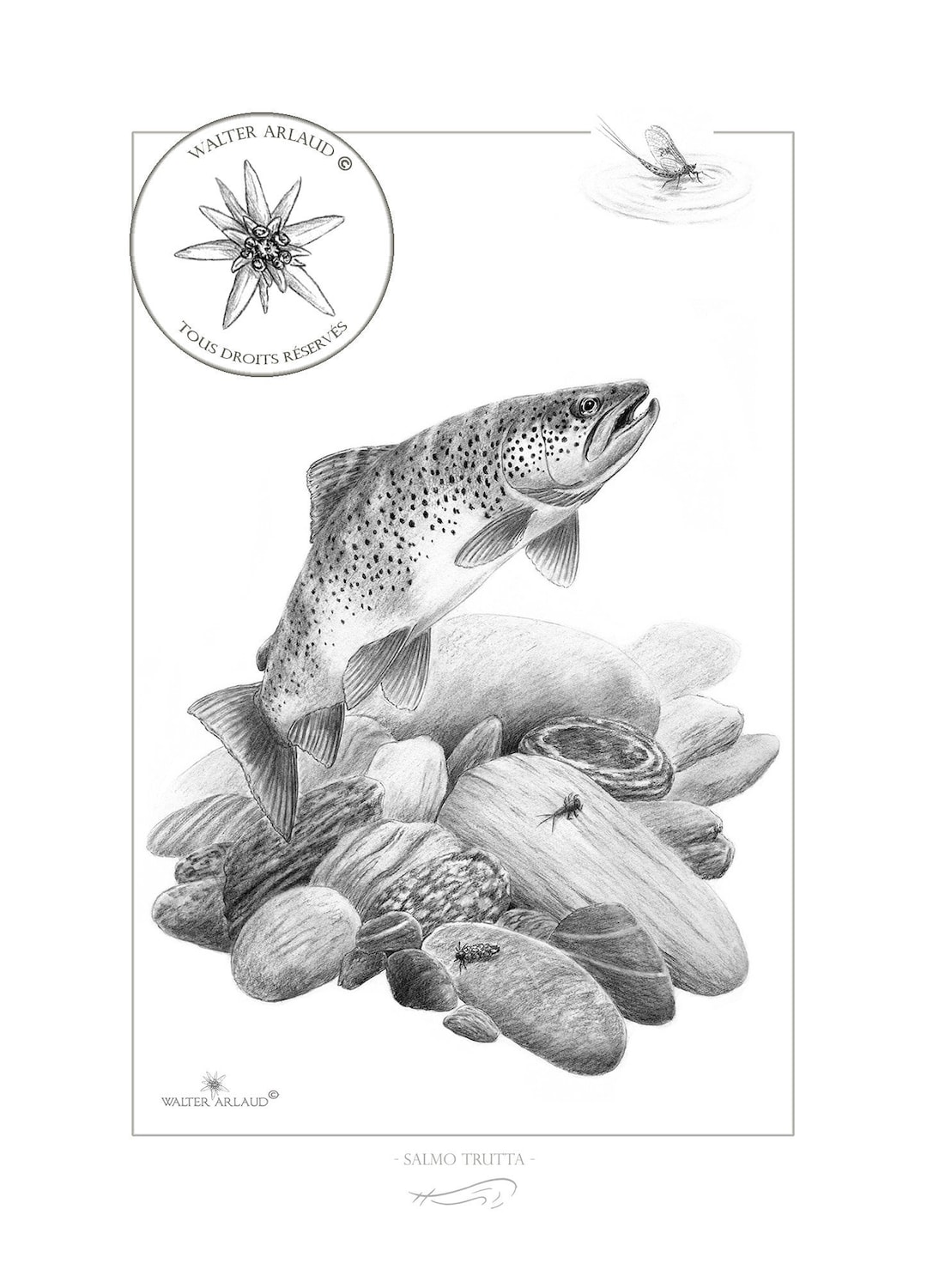 Trout Fario Et éphémère / Trout and Mayflies Open Edition 18 X 24 Cm ...
