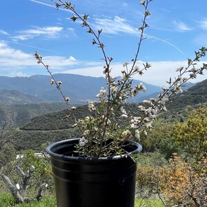 White Tea Tree Leptospermum Scoparium | Live Plant | 6 Inch Pot - Etsy