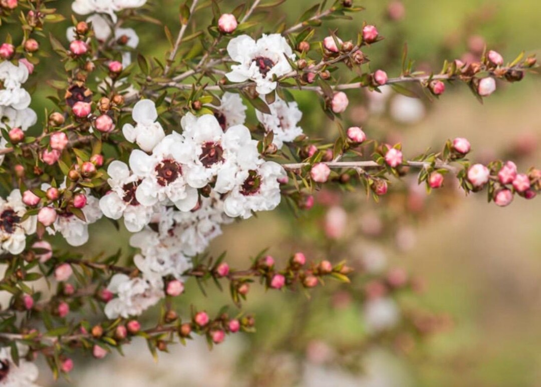 White Tea Tree Leptospermum Scoparium | Live Plant | 6 Inch Pot - Etsy
