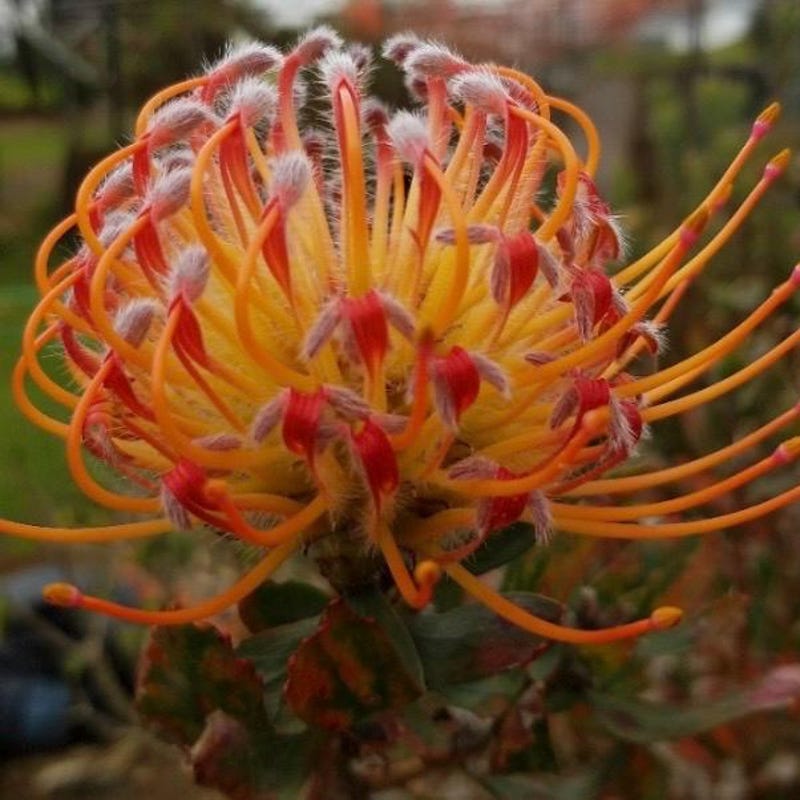 Leucospermum Plant - Etsy