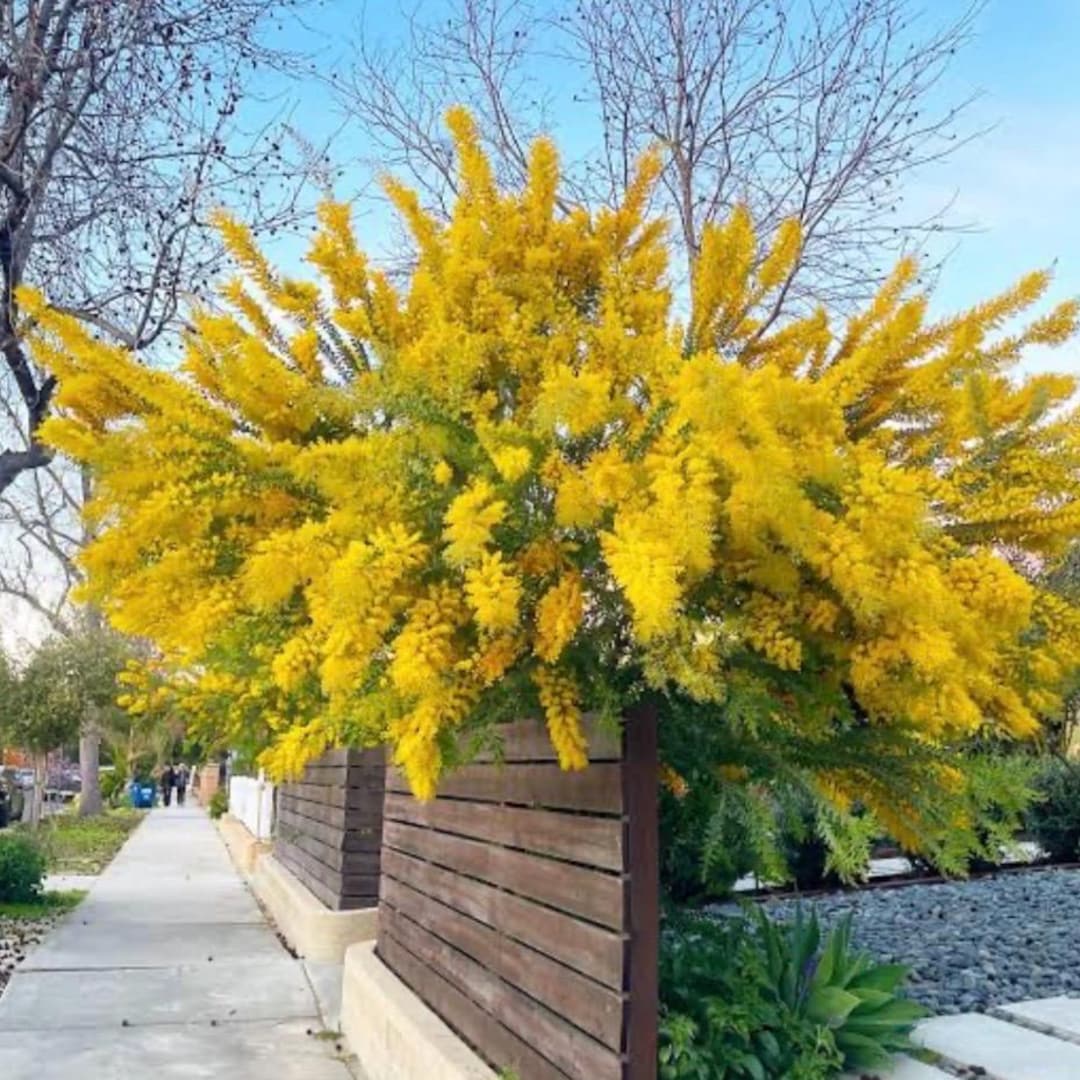 Acacia Cultriformis - Knife Leaf Wattle | 3 Gallon | Live Plant - Etsy