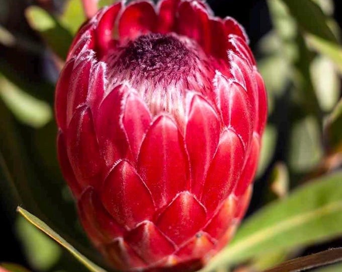ONE Leucospermum Tango Pincushion 5gal Potted Plant Protea South Africa ...