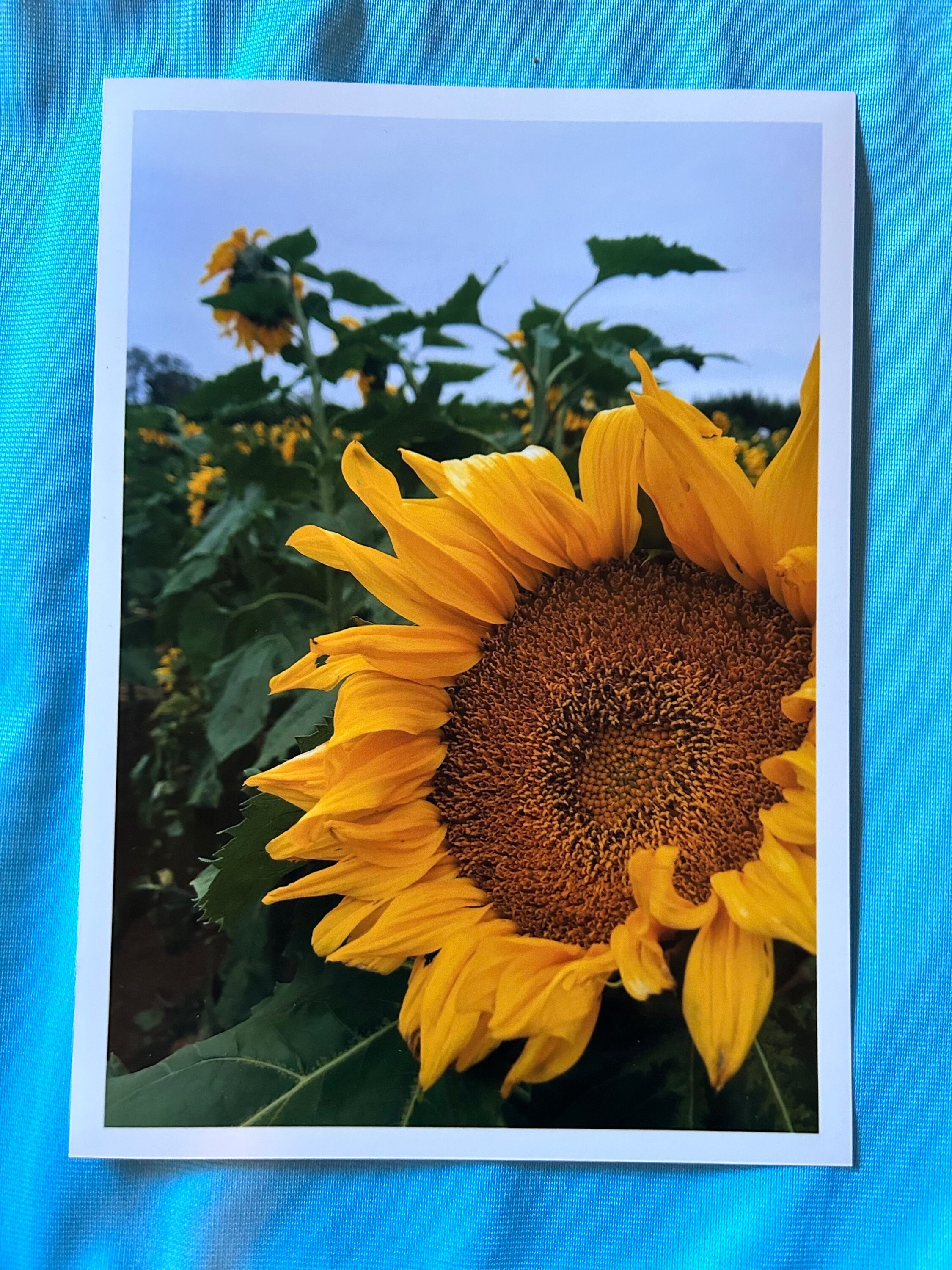 Sunflower Photo Print - Etsy