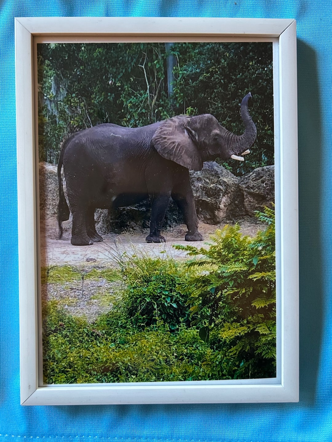 Elephant Photo Print - Etsy