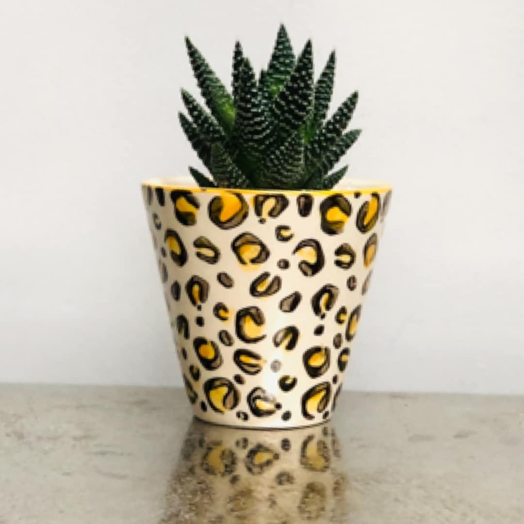 Succulent Planting Kit With Leopard Print Cermamic Mini Indoor Plant ...
