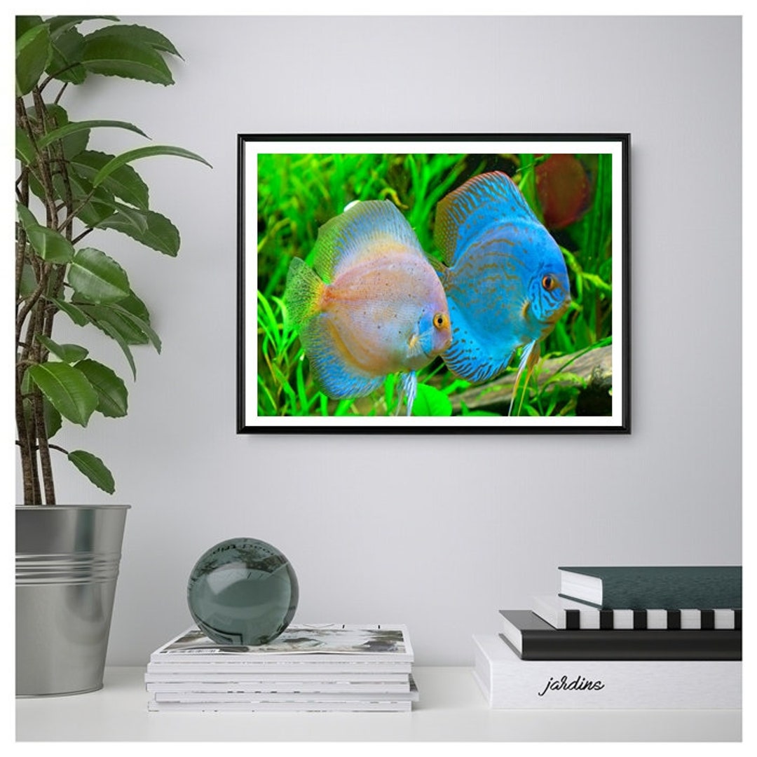 Discus Poster, Blue Discus Wall Print, Tropical Fish Wall Poster ...