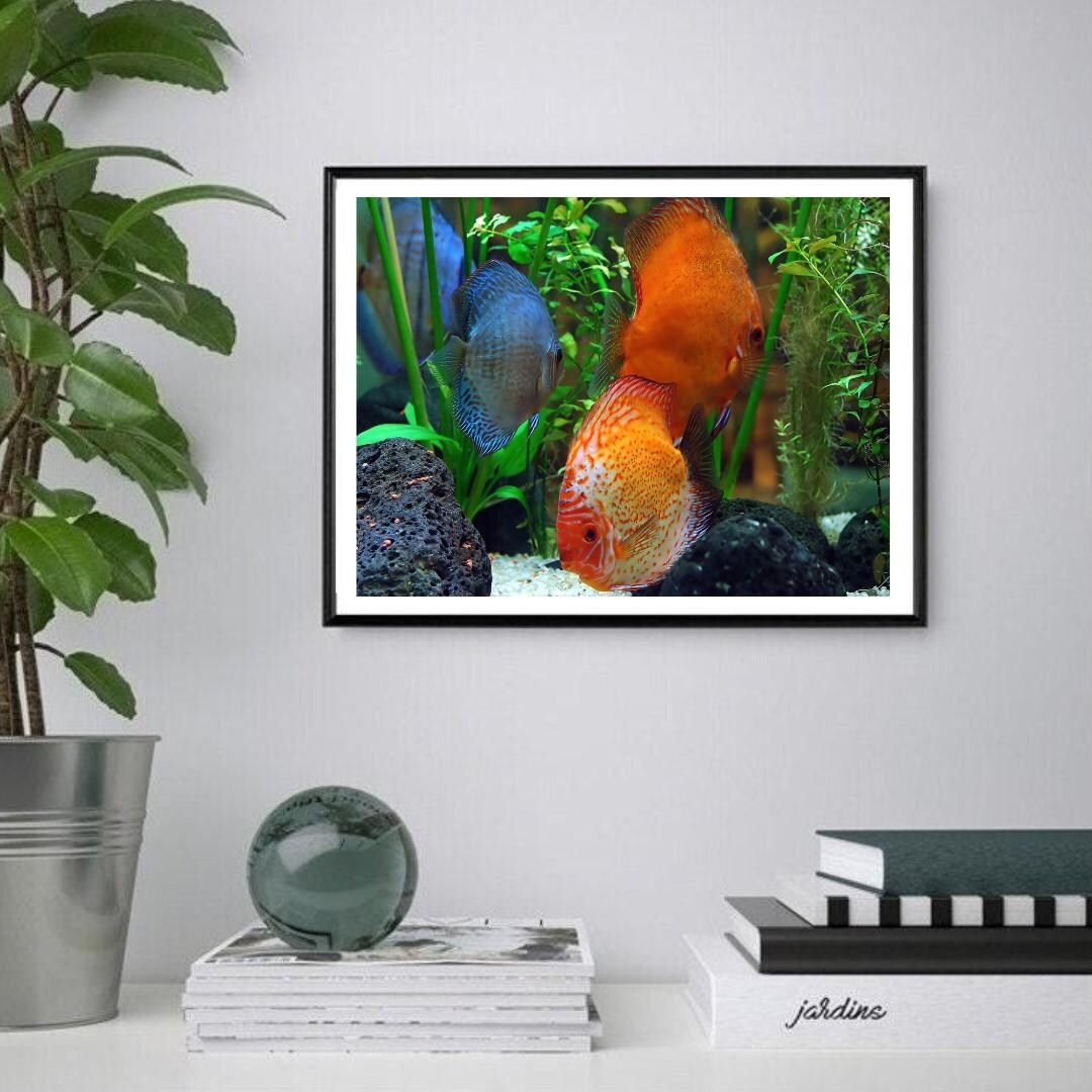 Discus Fish Print: Vibrant Tropical Aquarium Wall Art (digital Download ...