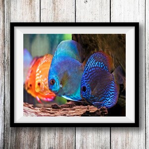 Discus Poster, Discus Wall Print, Tropical Fish Wall Print, Printable ...