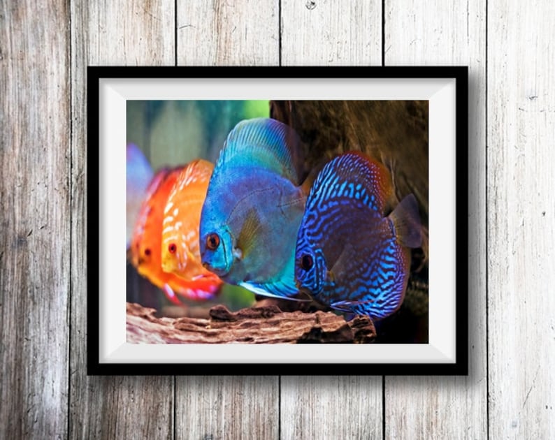 Discus Poster, Discus Wall Print, Tropical Fish Wall Print, Printable ...