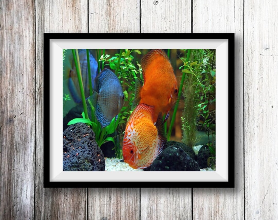 Discus Poster, Discus Wall Print, Tropical Fish Wall Print, Printable ...