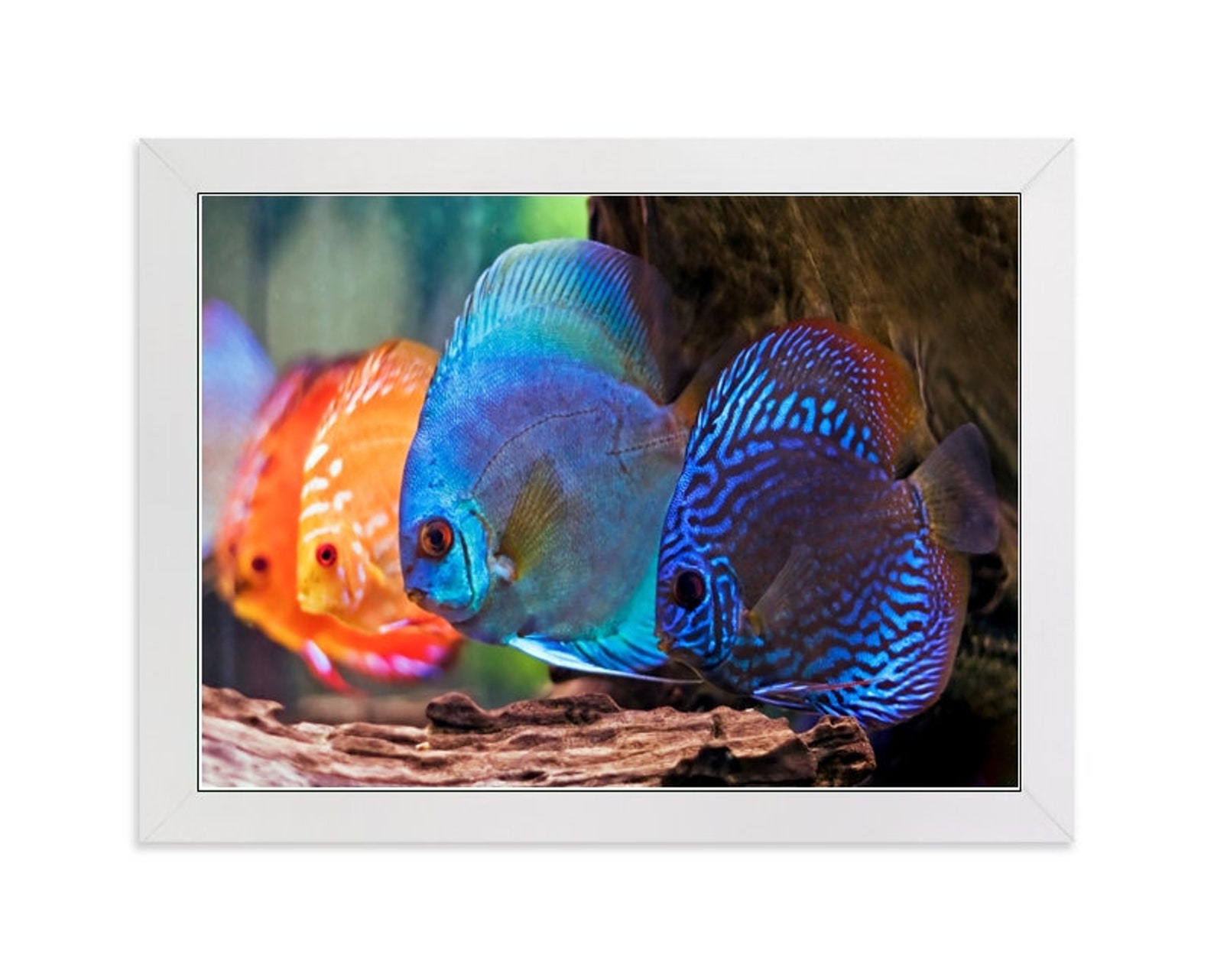 Discus Poster, Discus Wall Print, Tropical Fish Wall Print, Printable ...