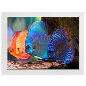 Discus Poster, Discus Wall Print, Tropical Fish Wall Print, Printable ...