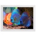 Discus Poster, Discus Wall Print, Tropical Fish Wall Print, Printable ...