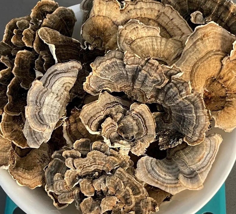 Turkey Tail Mushroom Tincture, Medicinal Mushroom Supplement - Etsy