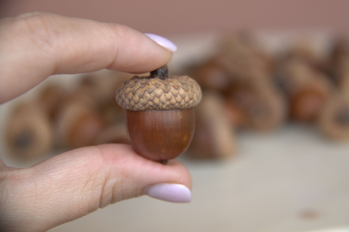 Large acorns with caps Real natural acorns eco nature goods | Etsy