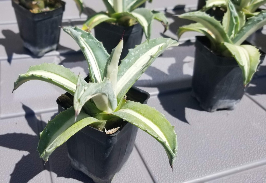 Agave Americana 'mediopicta Alba' white-striped Century Plant - Etsy