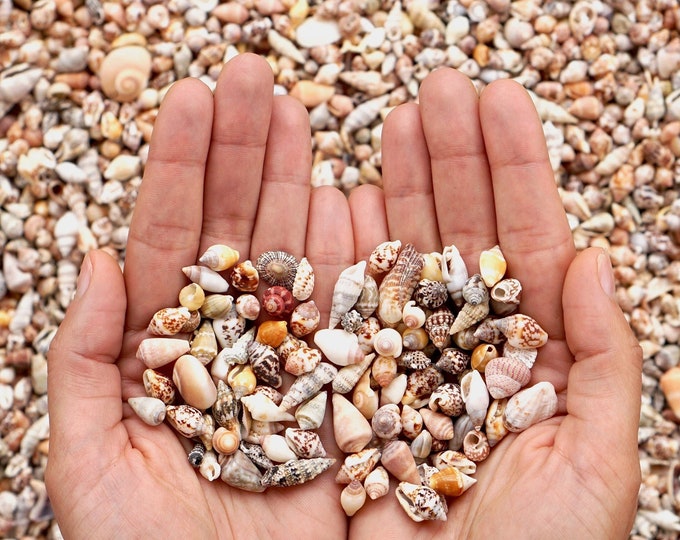 Petite Seashell Craft Mix * Miniature Seashells for Crafts * Tiny ...