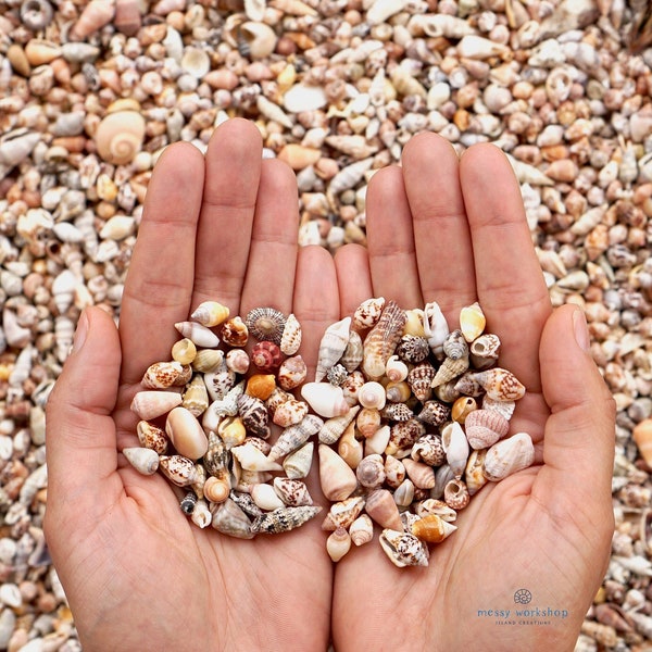Tiny Seashells - Etsy