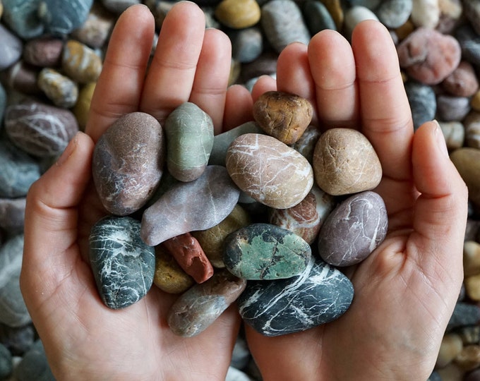 Seashell Fragments Seashell Pieces Coastal Decor Supplies Colorful ...