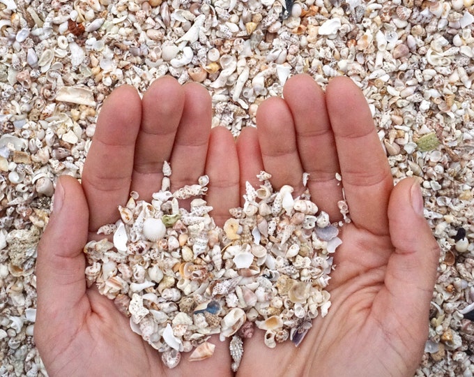 Tiny Seashell Craft Mix * Seashells for Fairy Garden * Hand-collected ...