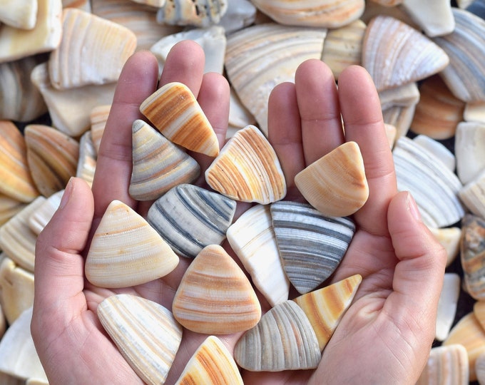 Seashell Fragments Seashell Pieces Coastal Decor Supplies Colorful ...