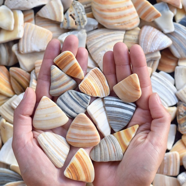 Seashell Pieces - Etsy