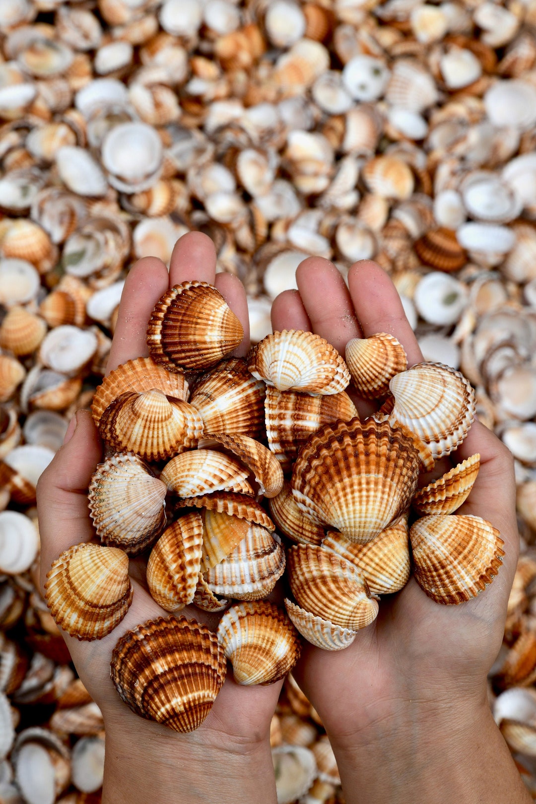 Seashell Set for Crafts * 20 Mediterranean Cockle Shells * 20 Shell Set ...