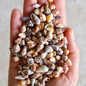 Petite Seashell Craft Mix * Miniature Seashells for Crafts * Tiny ...