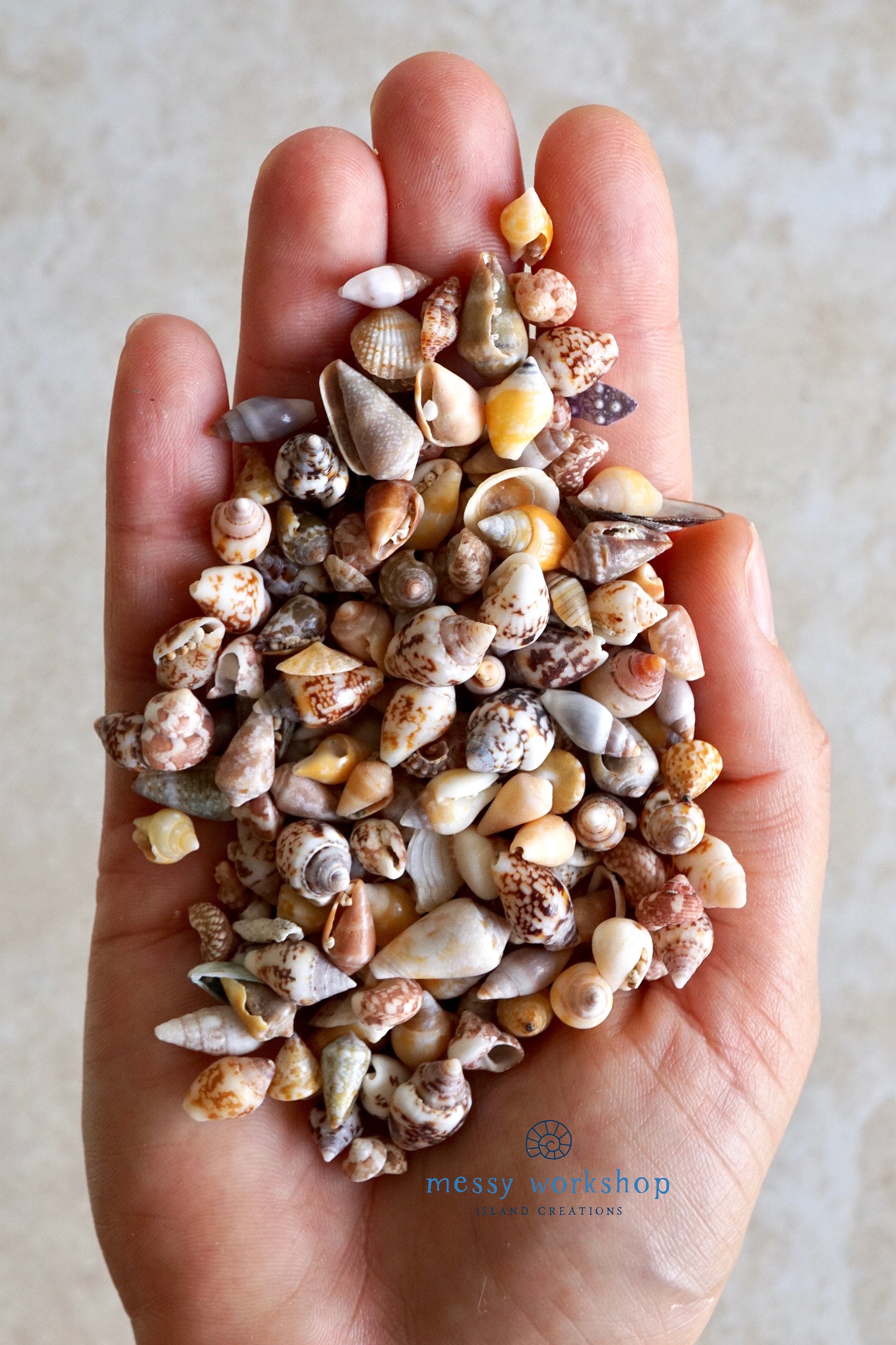 Petite Seashell Craft Mix * Miniature Seashells for Crafts * Tiny ...