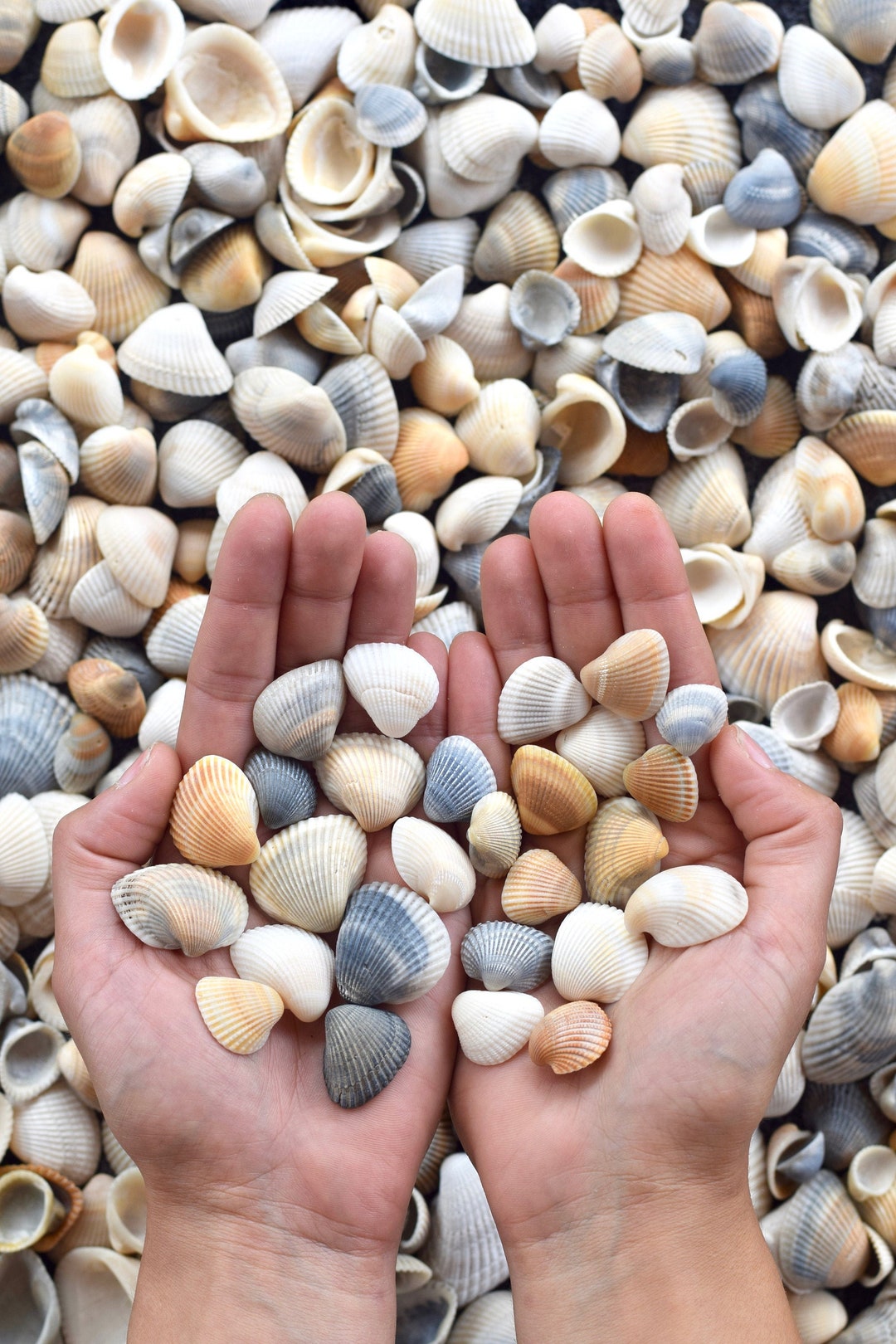 Seashells for Crafts * Beach Craft Supplies * Handpicked Shells ...