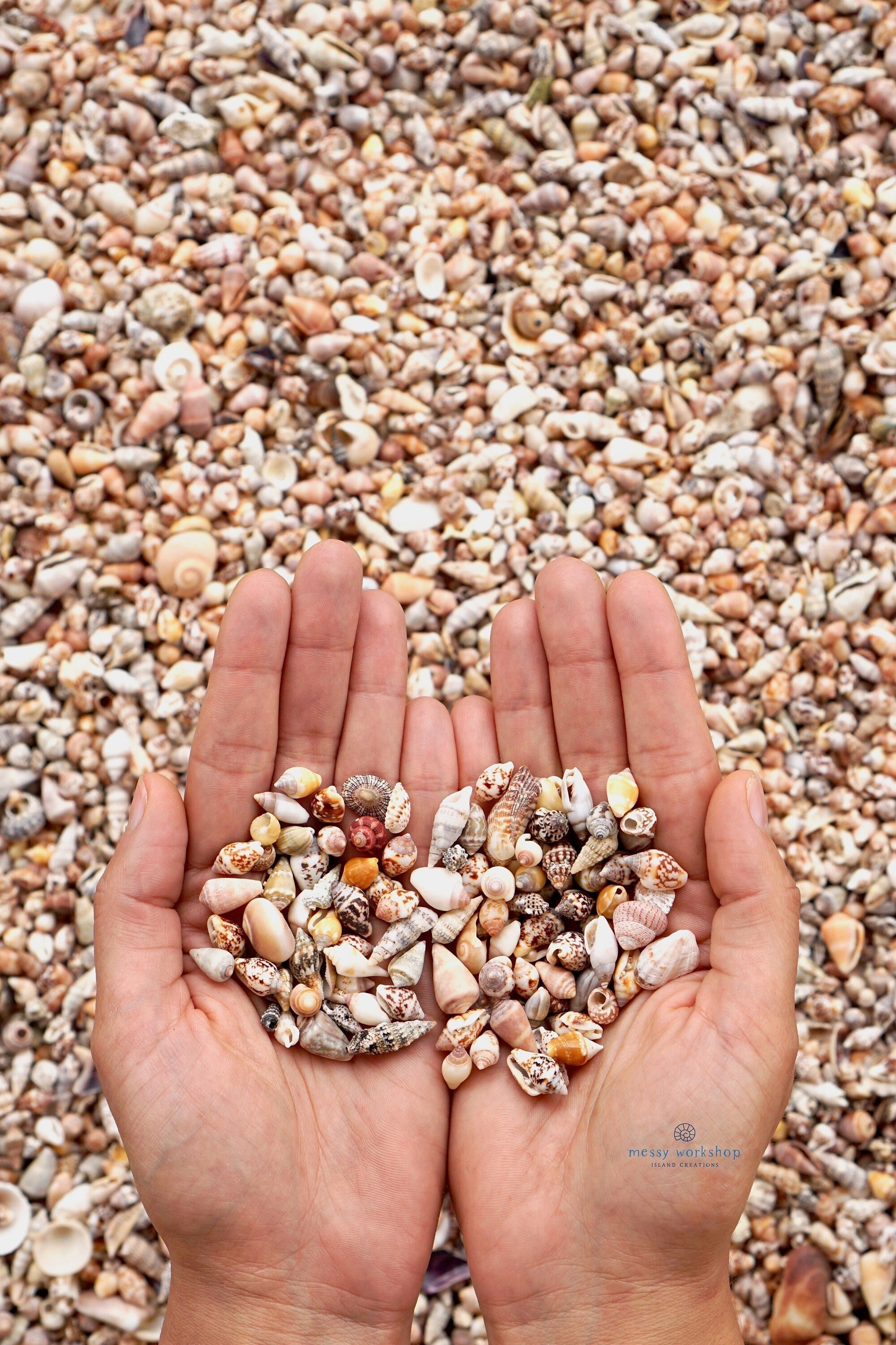 Petite Seashell Craft Mix * Miniature Seashells for Crafts * Tiny Mediterranean Shell Collection ...