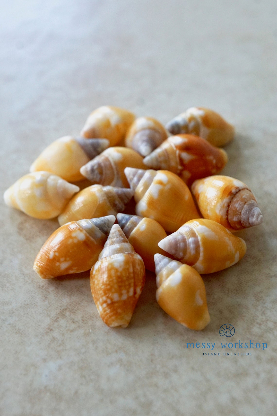 Petite Seashell Craft Mix * Miniature Seashells for Crafts * Tiny ...
