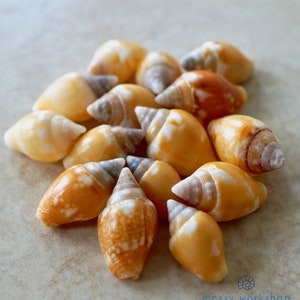 Petite Seashell Craft Mix * Miniature Seashells for Crafts * Tiny ...