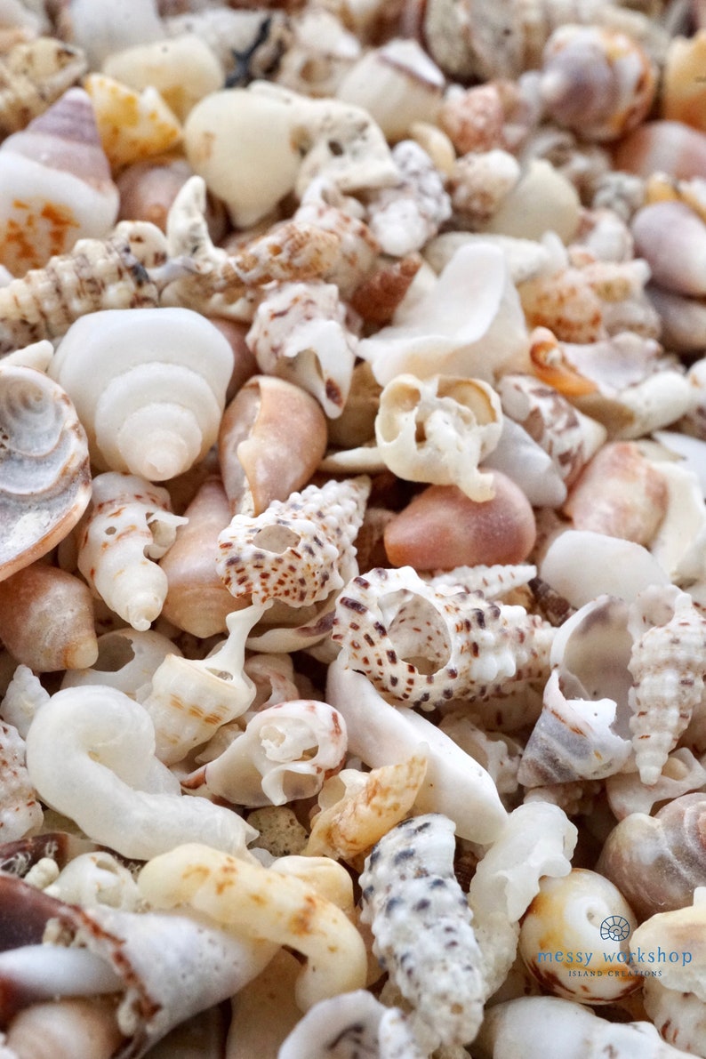 Tiny Seashell Craft Mix Seashells for Fairy Garden - Etsy