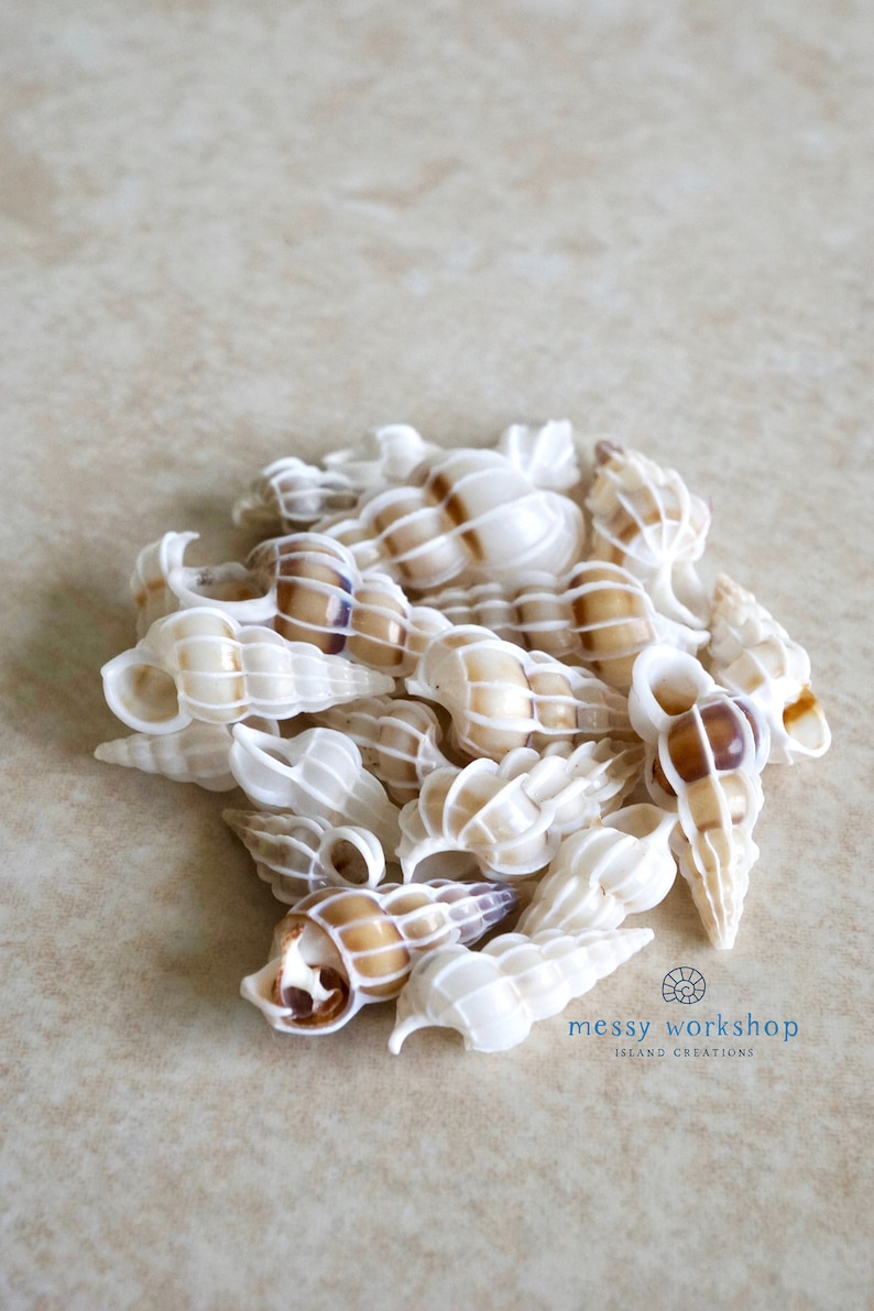 Petite Seashell Craft Mix * Miniature Seashells for Crafts * Tiny ...